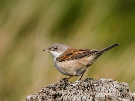 Common Whitethroat Birdsong Academy