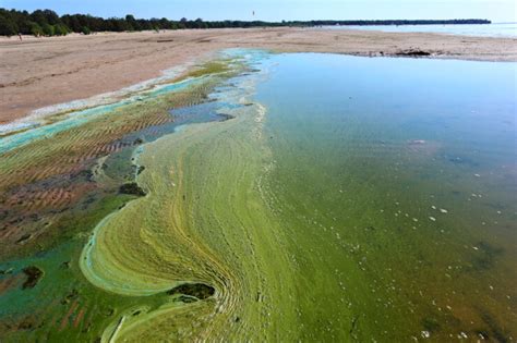 What S The Difference Between Moss And Algae