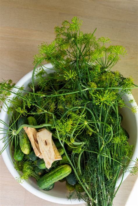 Preparation For Fermenting Fresh Cucumbers By A Process Of Pickling
