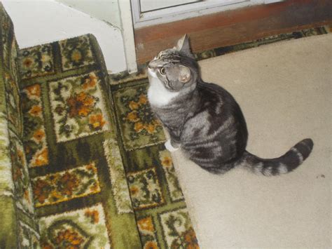 Tabitha The Tabby Cat 95 By Ffdp Guy On Deviantart