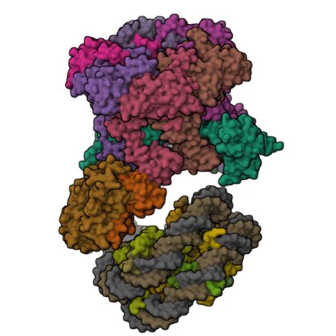 Rcsb Pdb 9caa Cryo Em Structure Of Human Srcap Nucleosome Complex In The Pre Engaged State