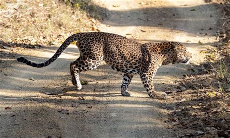 Parth Chavan On Linkedin Leopard Leopard Leopards Bigcatsindia