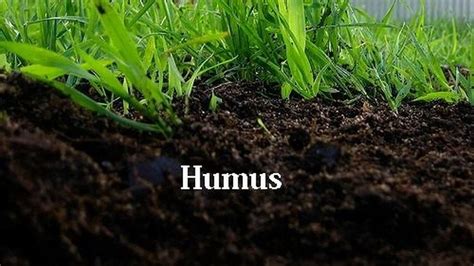 Humus Materia Organica A Solului Genesis Group