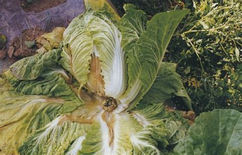 잔디 심는시기 잔디씨 파종시기 씨앗 뿌리는 방법 잔디 종류