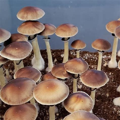 Acheter Psilocybe Cubensis COLOMBIAN Mycotek