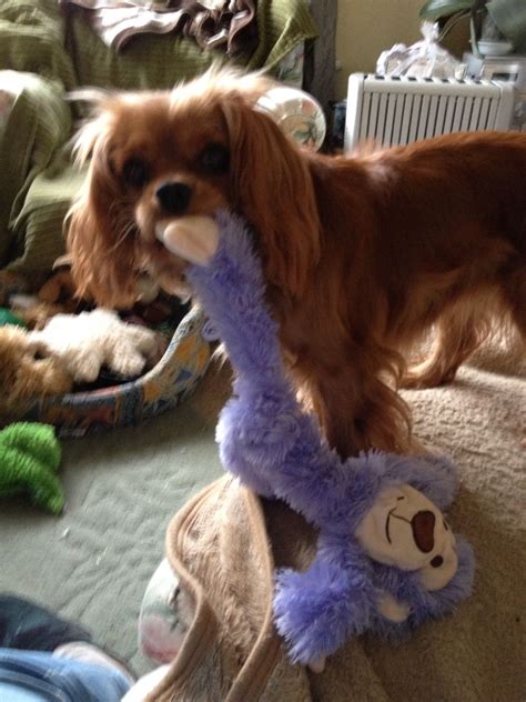 Image Recognition With The Salesforce Einstein Api And An Amazon Echo Andy In The Cloud