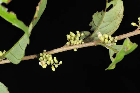 Maesa Japonica Flickr