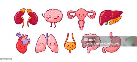 신장 뇌 자궁 간 심장 폐 방광 창자 위와 같은 내부 장기를 대표하는 귀여운 카와이 캐릭터로 각각 친근한 얼굴과 생생한 색상 해부학적 구조를 가지고 있습니다 0명에 대한