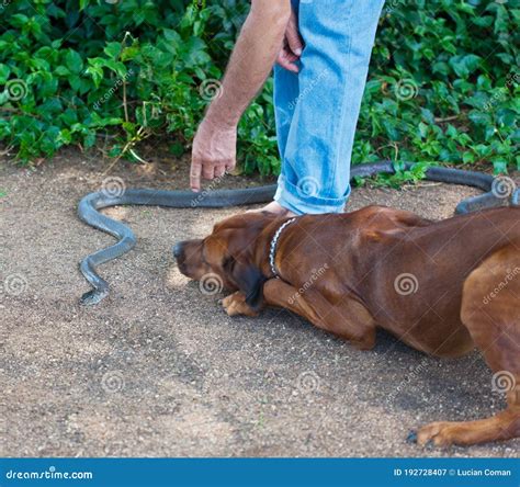 Black Mamba Stock Image Image Of Fast Caucasian Africa 192728407