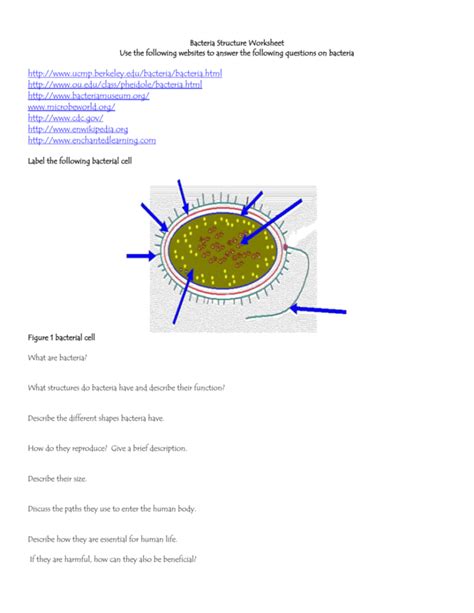 Bacteria Structure Worksheet Db Excel Com