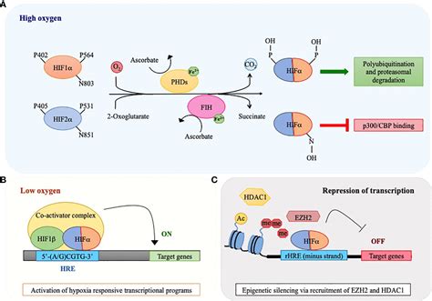 Revisiting The Hif Switch In The Tumor And Its Immune 53 Off