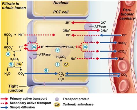 5 Renal Sodium Potassium Bicarbonate H Regulation Flashcards