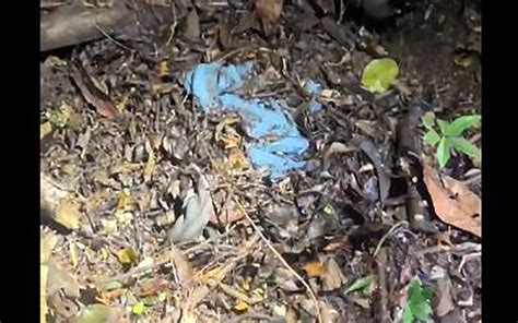 Corpo de menina morta em Indaial estava em cova rasa vídeo mostra