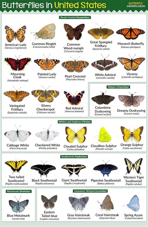 Butterflies Found In The United States Of America Butterfly