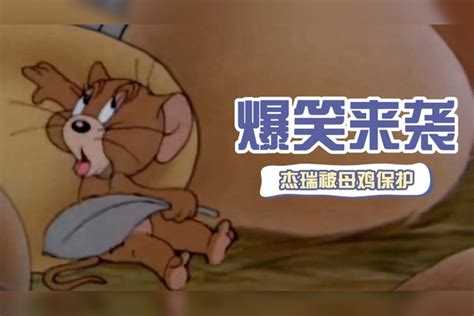 猫和老鼠：杰瑞竟然有母鸡的保护，这下可以高枕无忧了