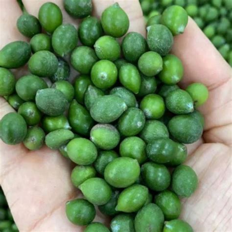 High Germination Podocarpus Macrophyllus Seeds Tree Seeds Pine Seeds For Sale Podocarpus Seeds