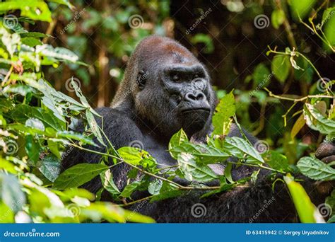 Portrait Of A Western Lowland Gorilla Gorilla Gorilla Gorilla Close