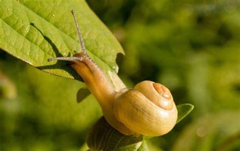 How To Keep Snails And Slugs Out Of Garden Fasci Garden