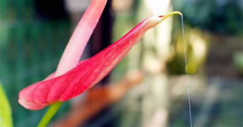 Foto Macro Bunga Yang Indah Di Taman Web Loveheaven 07