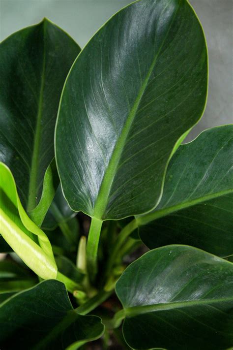 Philodendron Green Princess