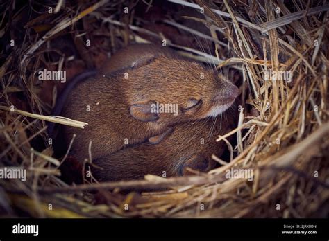 Baby Mice Sleeping In Nest In Funny Position Mus Musculus Stock Photo Alamy