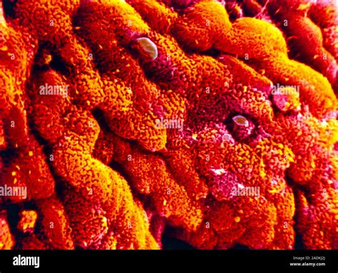 False Colour Scanning Electron Micrograph Sem Of The Mucosal Epithelium Lining The Interior