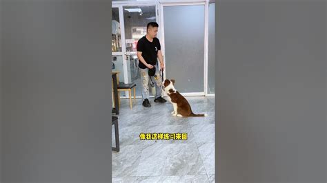 狗狗卧下如何训练，细节保姆级教程来了抖音618好物节 边牧 训犬 广州宠物训练 韶关宠物训练 Youtube