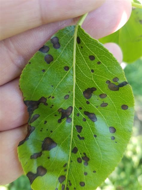 Cedar Rust Confirmation General Fruit Growing Growing Fruit