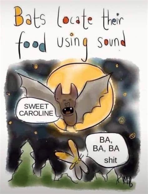 Bats Use Sound To Locate Food Album On Imgur