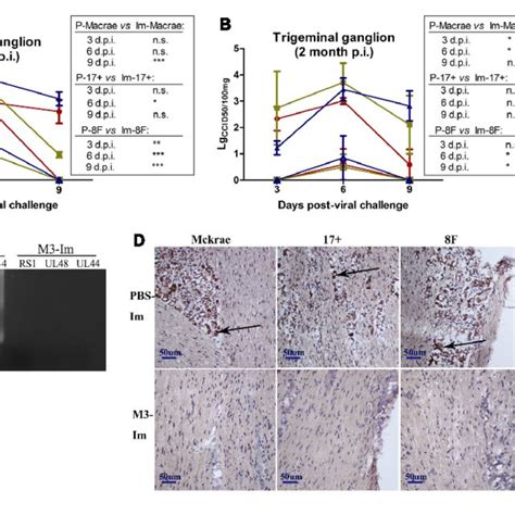 Immune Response To Herpes Simplex Virus 1 Hsv1 Induced In Mice