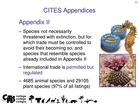 Ppt Introduction To Cites Powerpoint Presentation Free Download Id