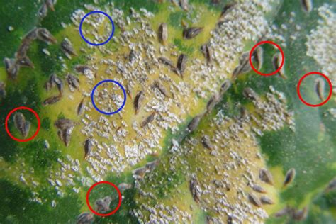 Uplb Mnh Entomologists Discover New Species Of Armored Scale Attacking