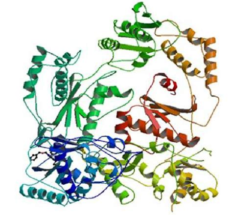 Structure Of Hiv 1 Reverse Transcriptase Ref 7 Download