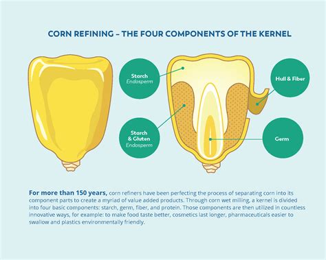 Corn Kernel Diagram