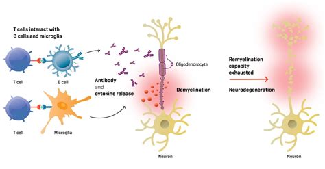 Viviane Bechtold On Linkedin Mhc Ii Dextramer® Flow Cytometry Immudex