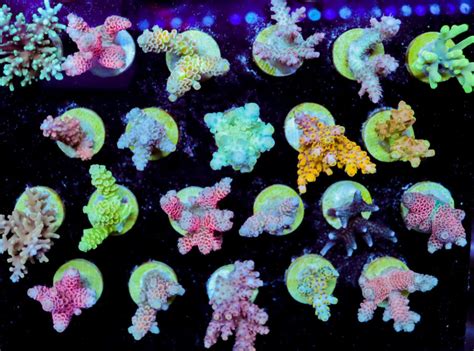 Frag Tank Reef Casa