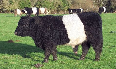 4 Great Cattle Breeds For Poor Quality Ground Agridirectie