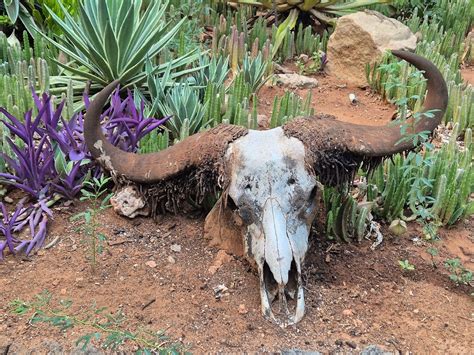 Ashnil Aruba Lodge Updated 2025 Prices And Reviews Kenya Tsavo