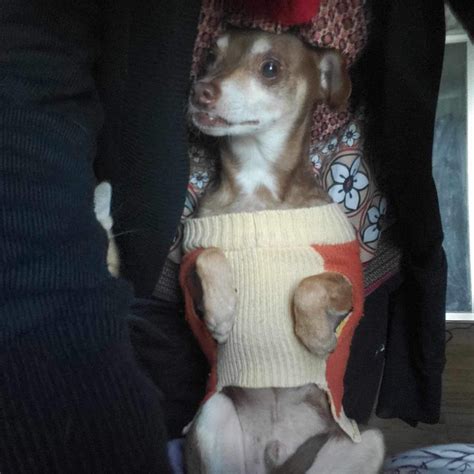 why does he sit like that : r/CryptidDogs
