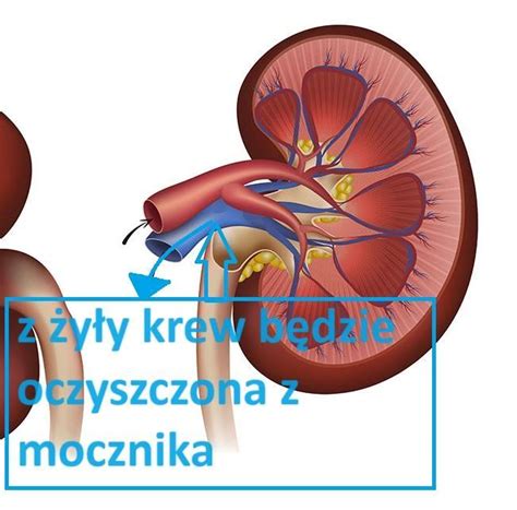 Zadanie Ilustracja przedstawia budowę nerki człowieka a Wskaż strzałką na ilustracji