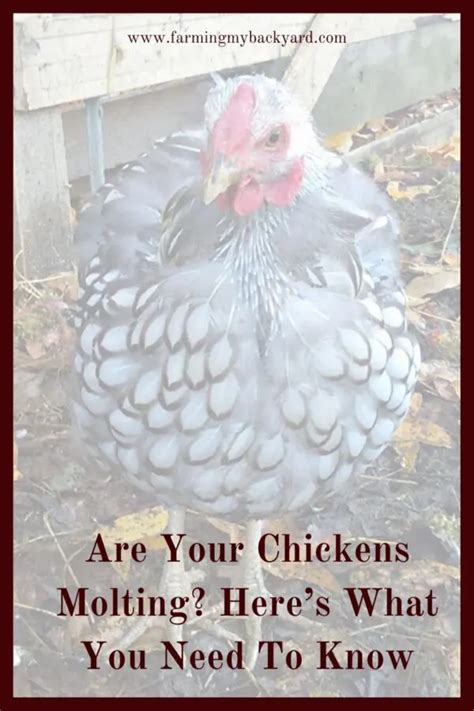 Are Your Chickens Molting Here S What You Need To Know Farming My
