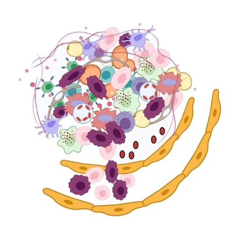 Bmp Tgf β And The Fgf Pathways In Cscs Bmp Signaling Is Involved In