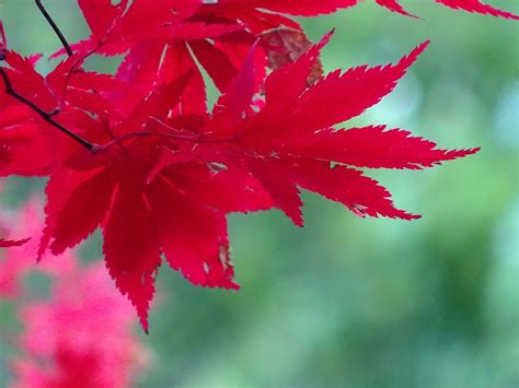 나뭇잎 가을 숲 Pixabay의 무료 사진 Pixabay