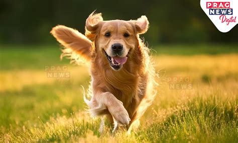 Prag News Chief Executive Officer Of Shillong Municipal Board