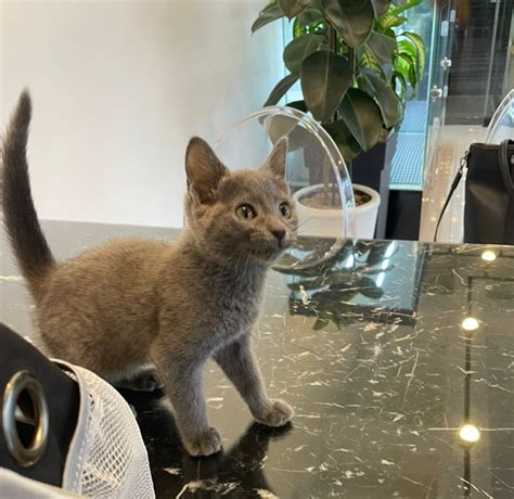 천안서북구두정동고양이분양 러시안블루분양후기 ♥ 분양후기