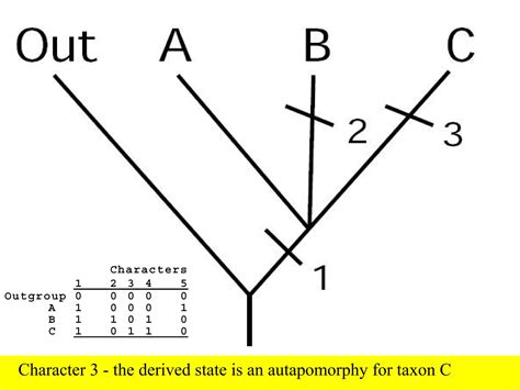 Cladistic Analysis Phylogenetics Ppt