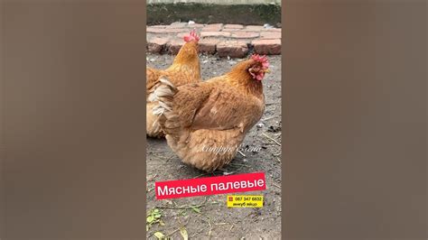 Купить инкуб яйцо кур Бресс Гальцы Мини мясные палевые хозяйство