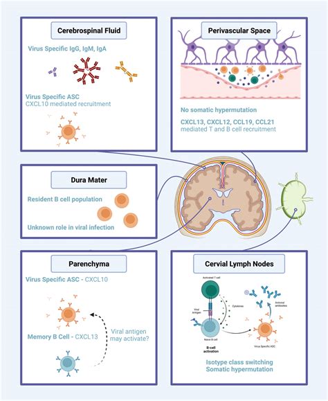 Overview Of B Cell Subsets Localization And Functions During Viral