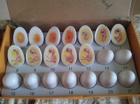 Emily S 2012 Chicken Hatch Artofit