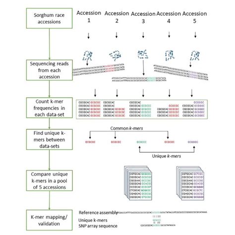 k mer and read mapping overview a an alignment free method the